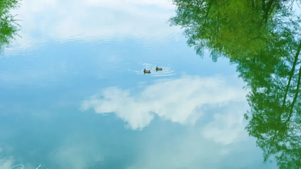 Premieră în România: Râul Timiș devine zonă-pilot într-un proiect ...